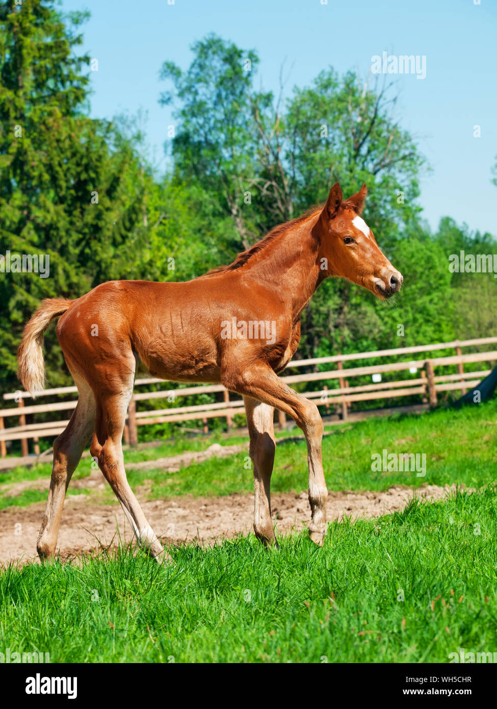 Profile or side view of foal hi-res stock photography and images - Alamy
