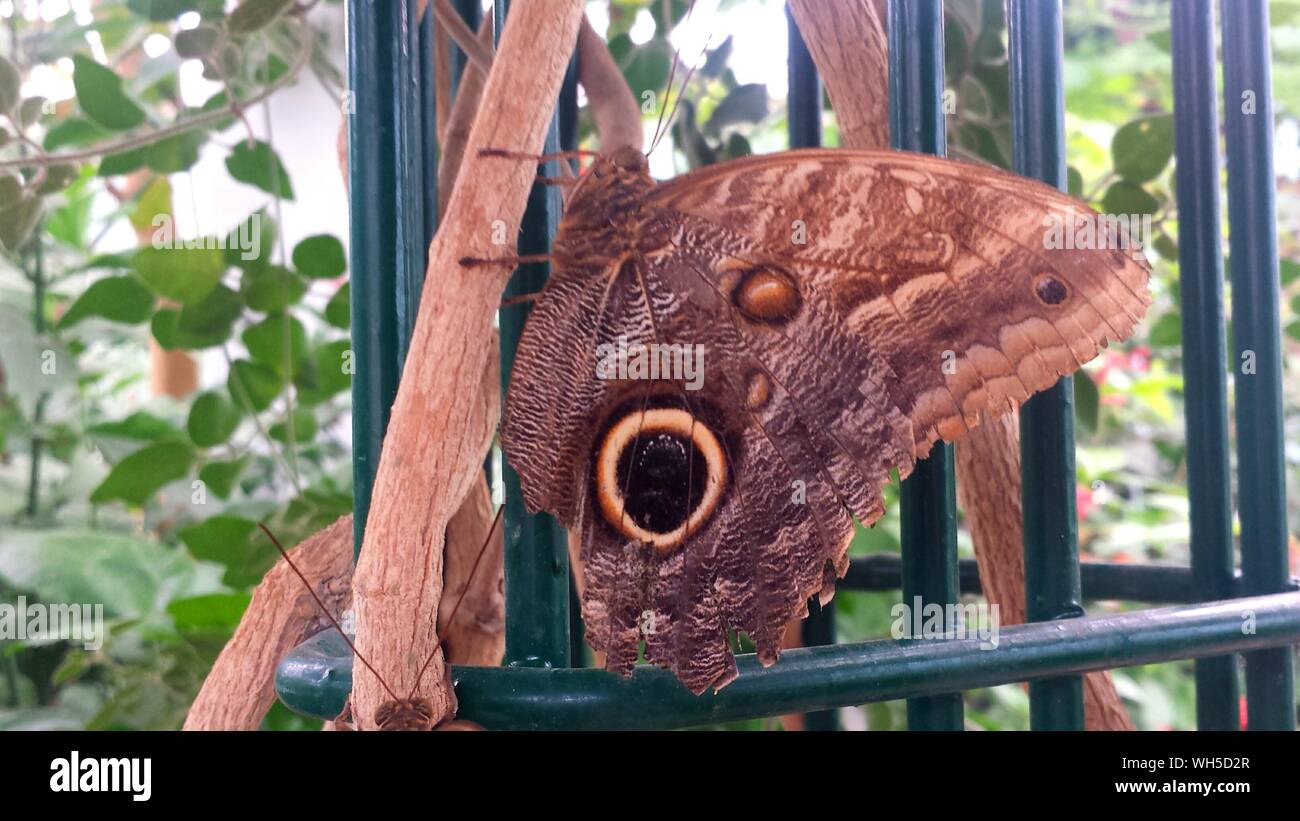 Metallic moth hi-res stock photography and images - Alamy