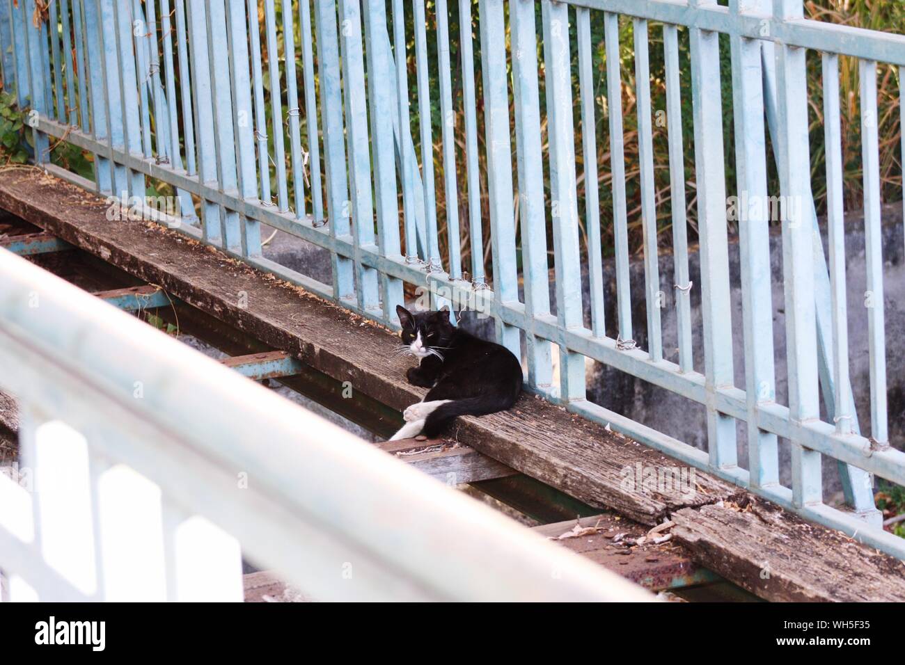 Cat bridge hi-res stock photography and images - Alamy