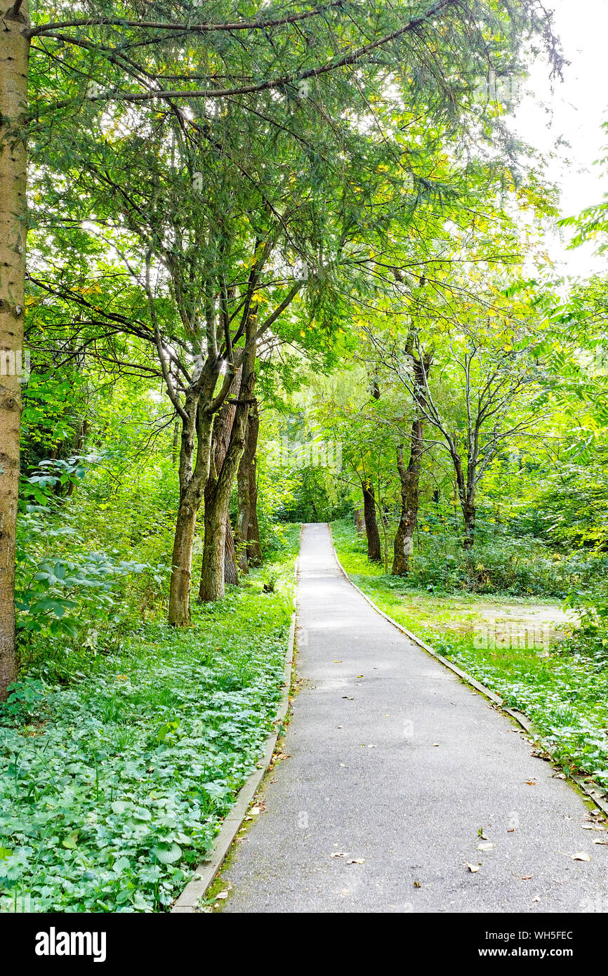 Beautiful Green Forest In Summer. Countryside Road, Path, Way, Lane ...