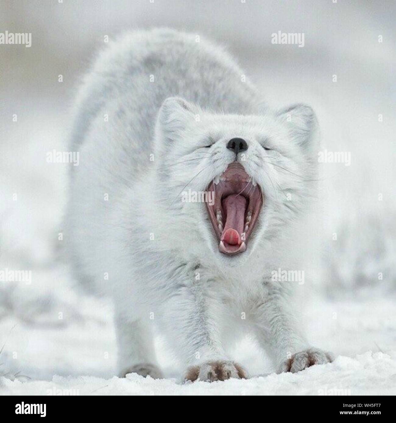 Arctic fox mouth open hi-res stock photography and images - Alamy