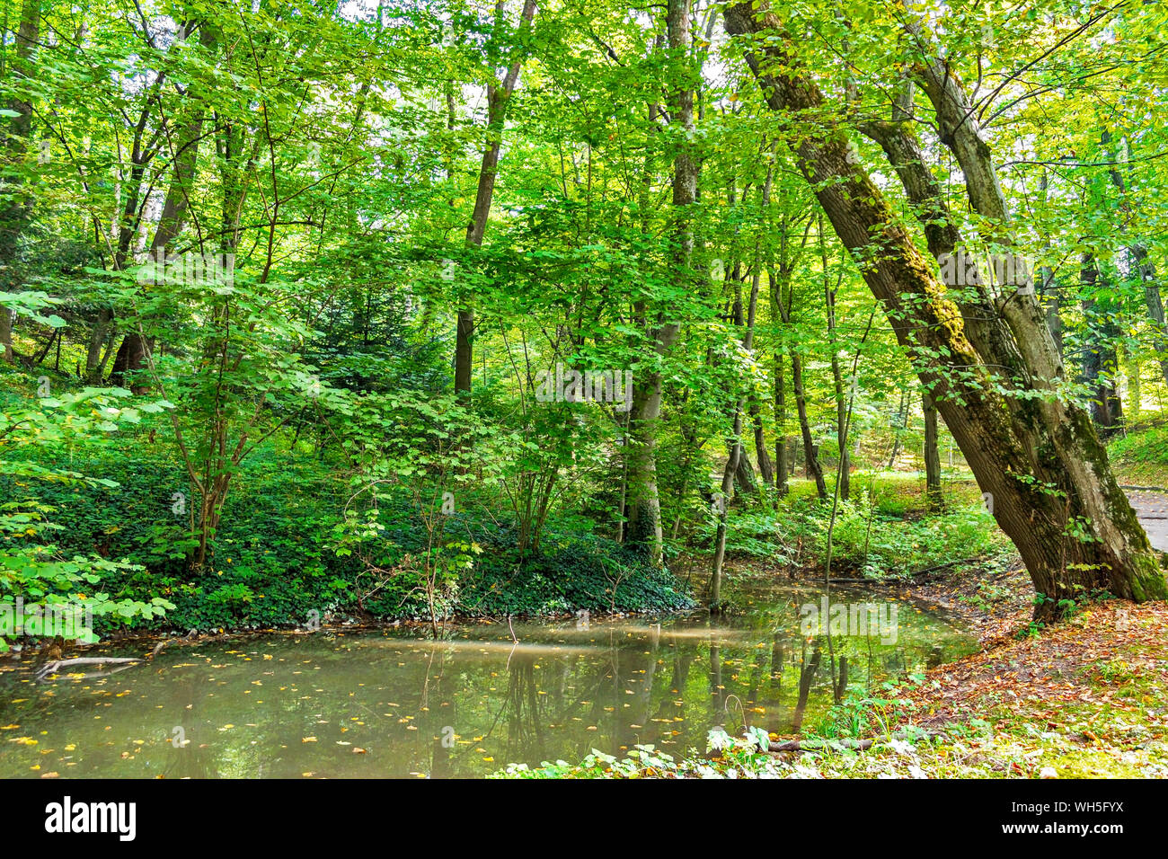 Lush green swamp and tropical forest scene. The sun is peaking through ...