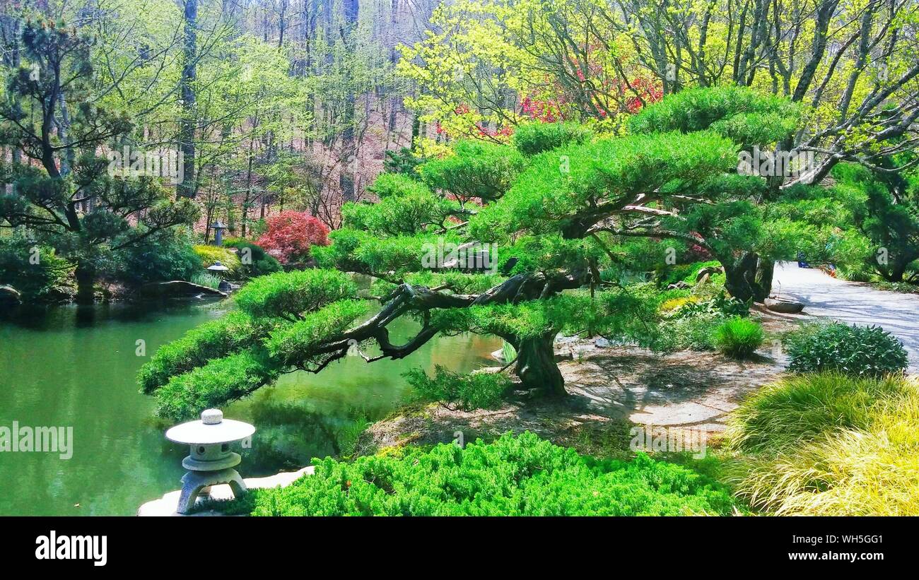 Plants Growing By River In Forest Stock Photo - Alamy