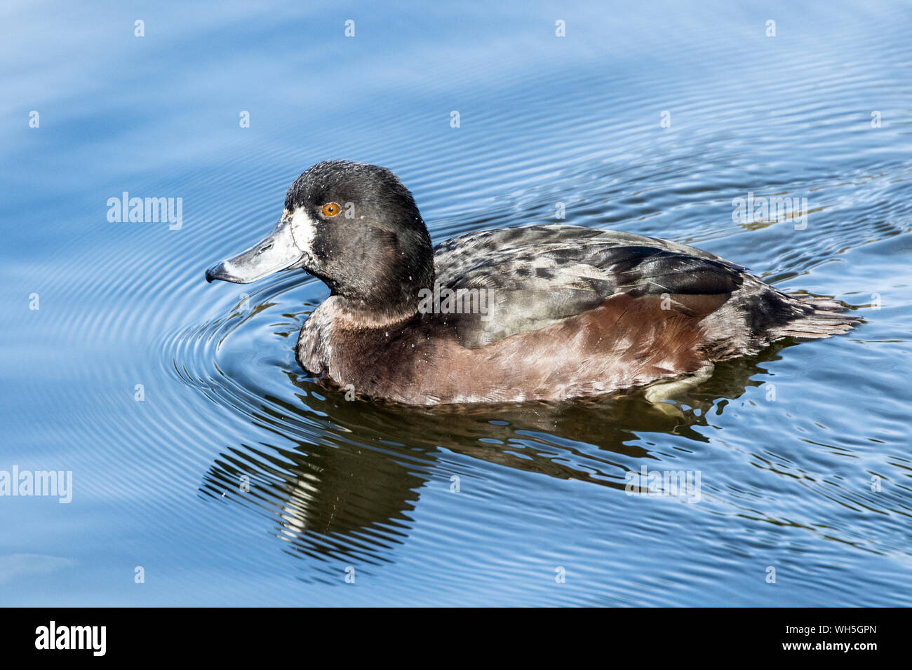 New zealand scaup hi-res stock photography and images - Alamy