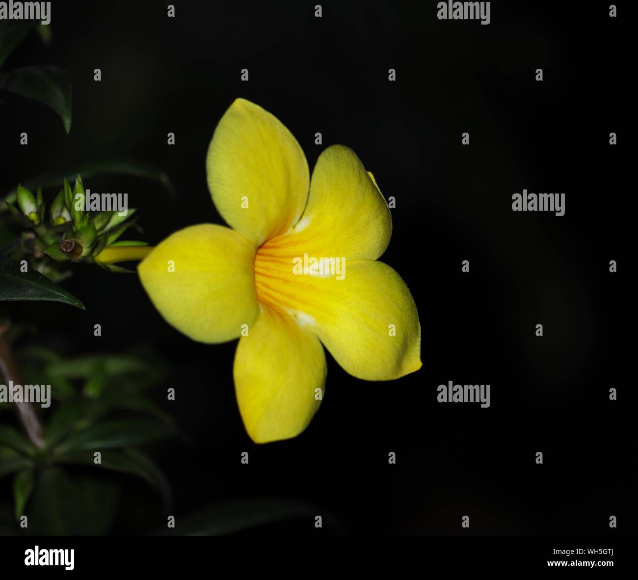 Yellow fellow hi-res stock photography and images - Alamy