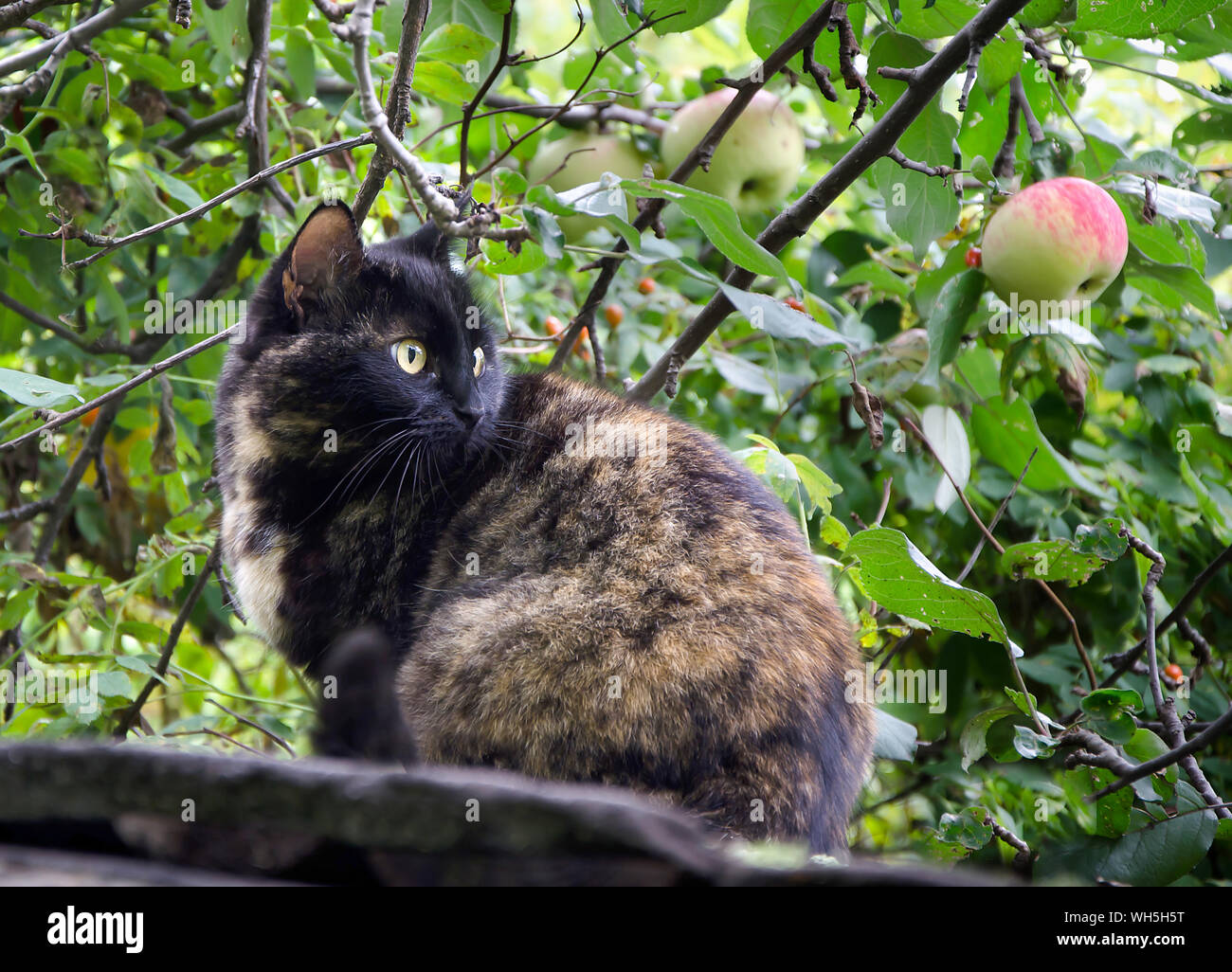 Cat in apple tree hi-res stock photography and images - Alamy