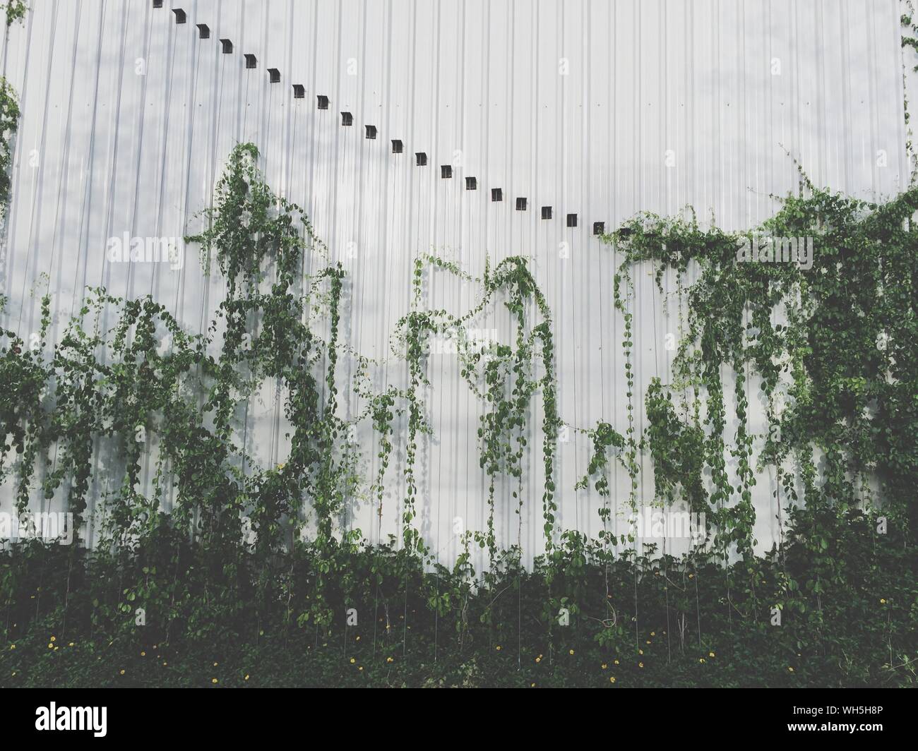Creepers on white wall hi-res stock photography and images - Alamy