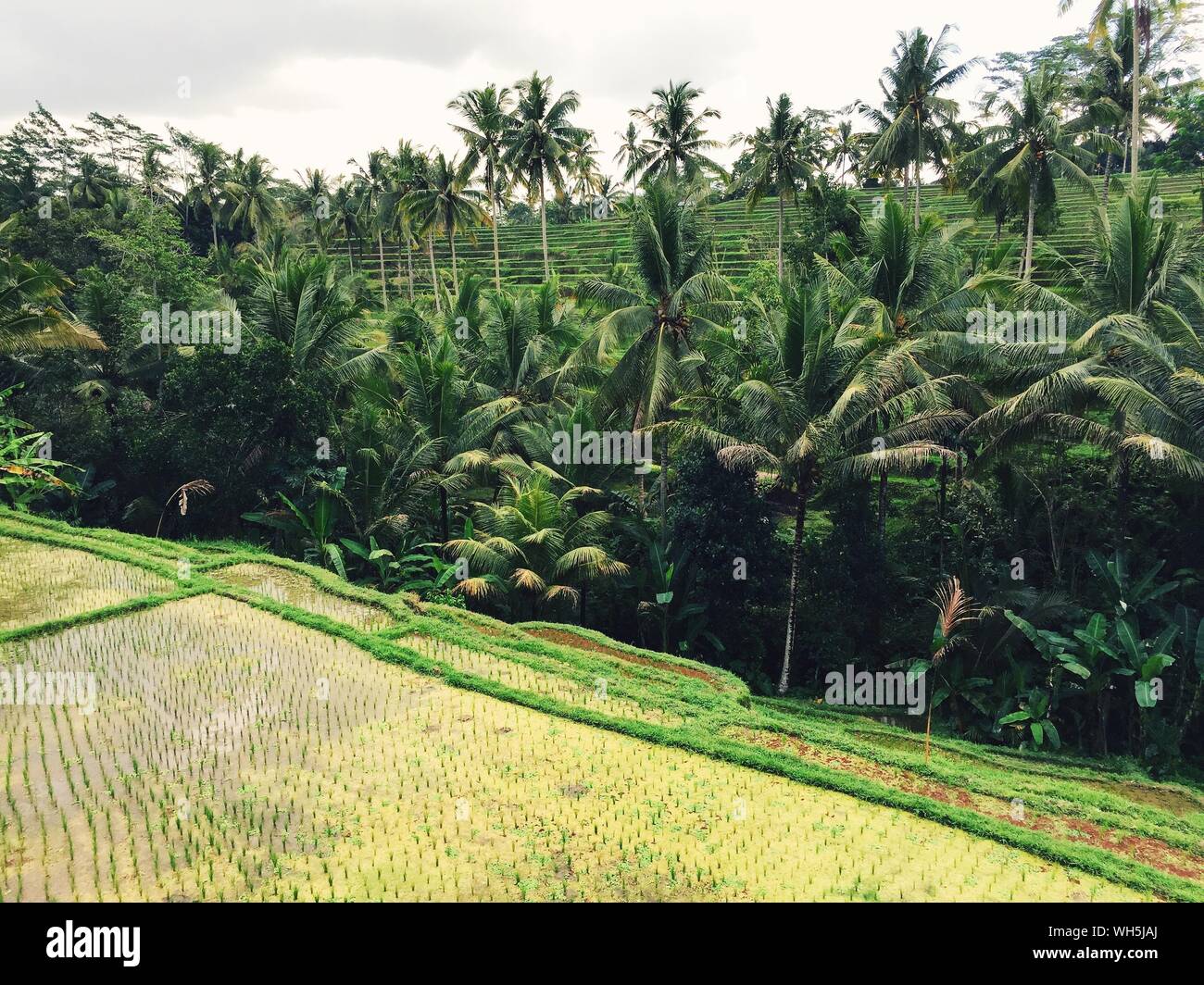 Rice terraces with palm trees hi-res stock photography and images - Alamy