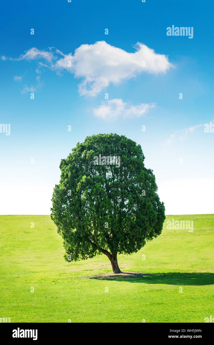 Field sky tree hi-res stock photography and images - Alamy