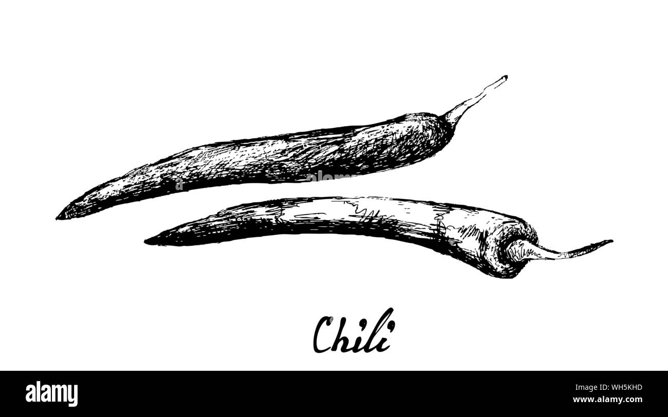 Herbal Plants, Illustration of Hand Drawn Sketch Red Chili Pepper Used ...