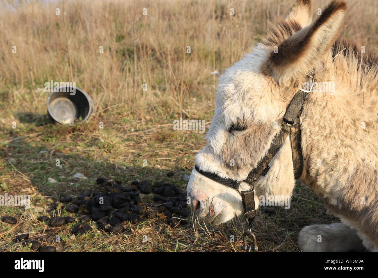 Donkey bridle hi-res stock photography and images - Alamy