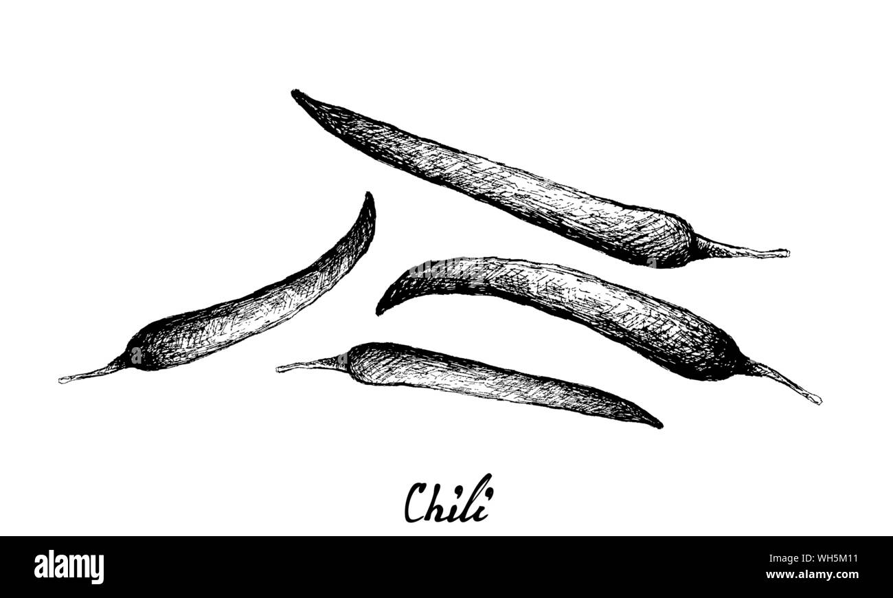 Herbal Plants, Illustration of Hand Drawn Sketch Green Chili Pepper ...