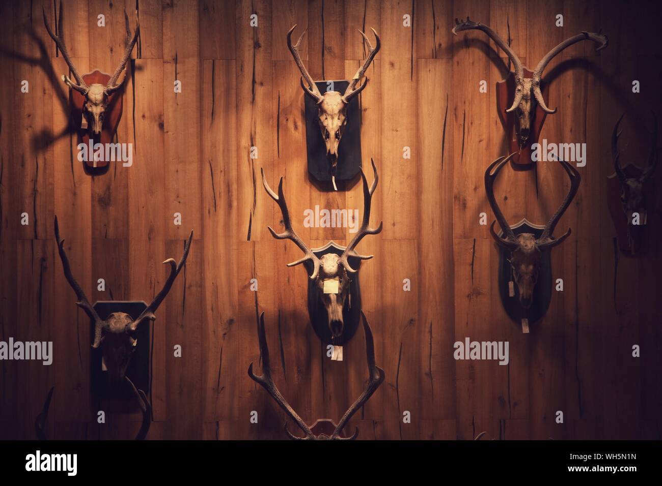Animal_heads High Resolution Stock Photography and Images - Alamy