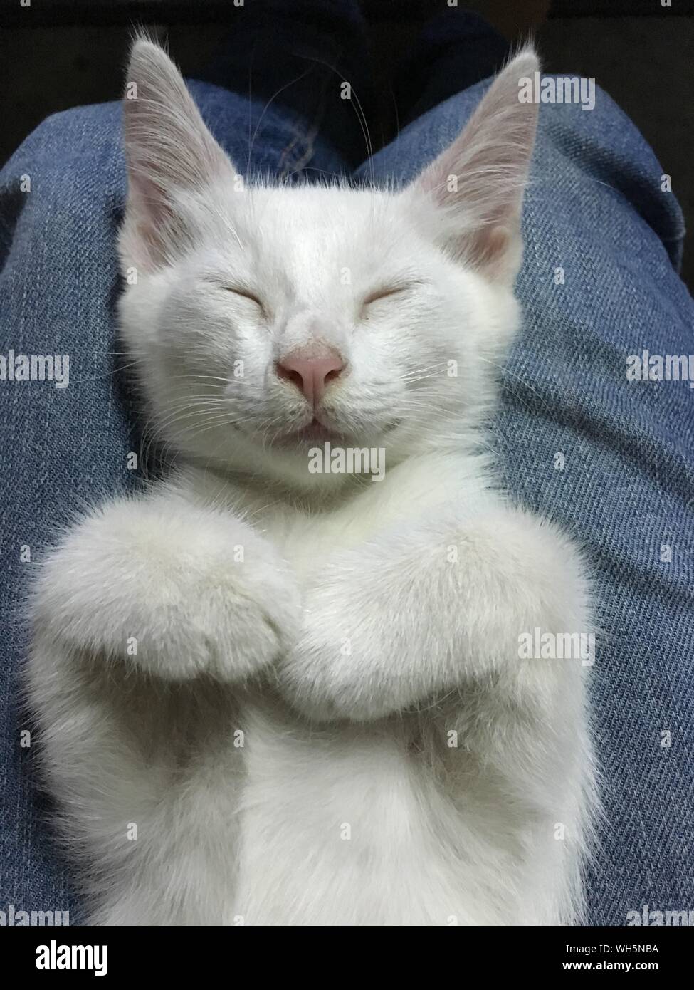 Cat human legs hi-res stock photography and images - Alamy
