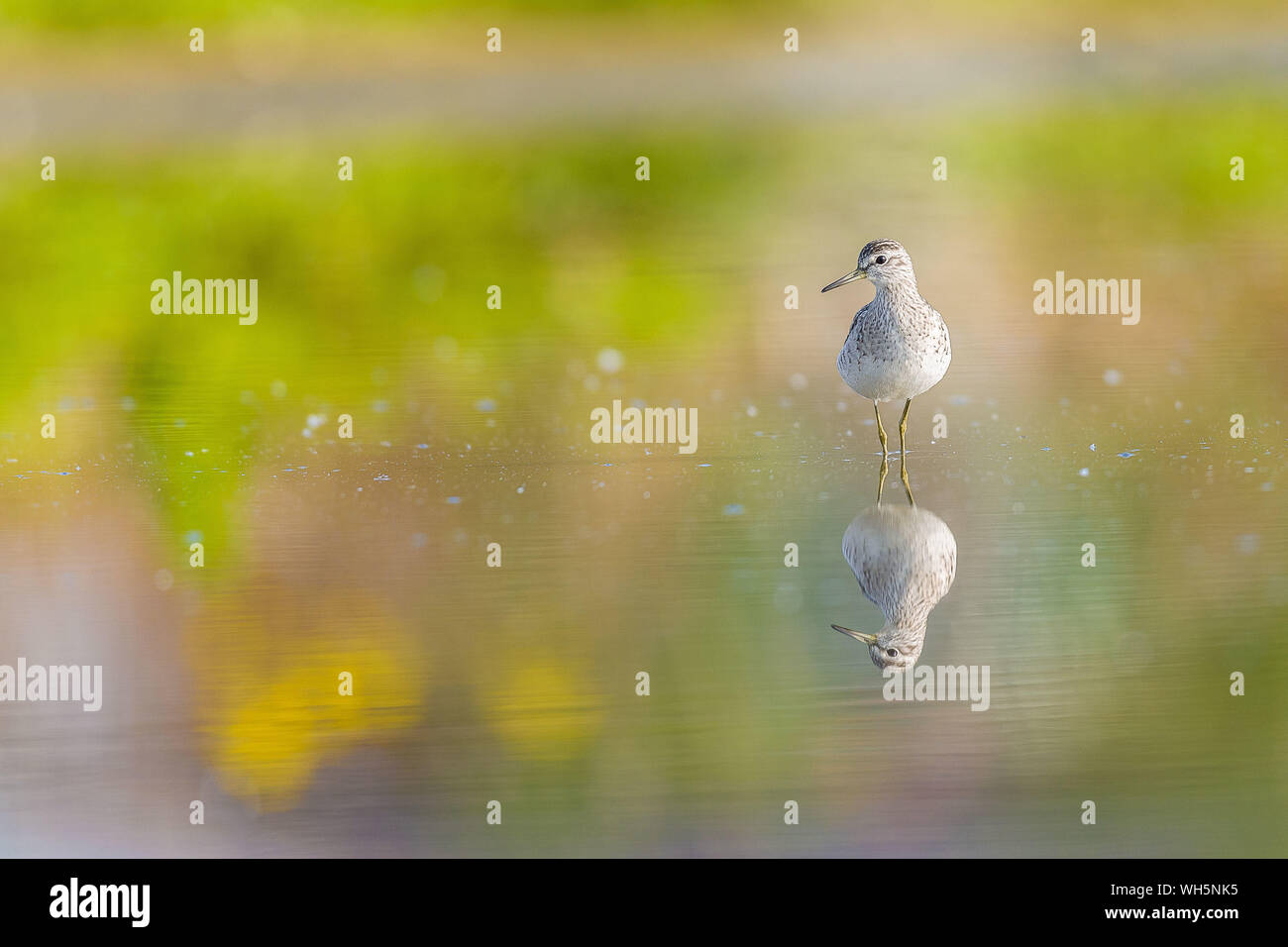 Bird reflection in water hi-res stock photography and images - Alamy