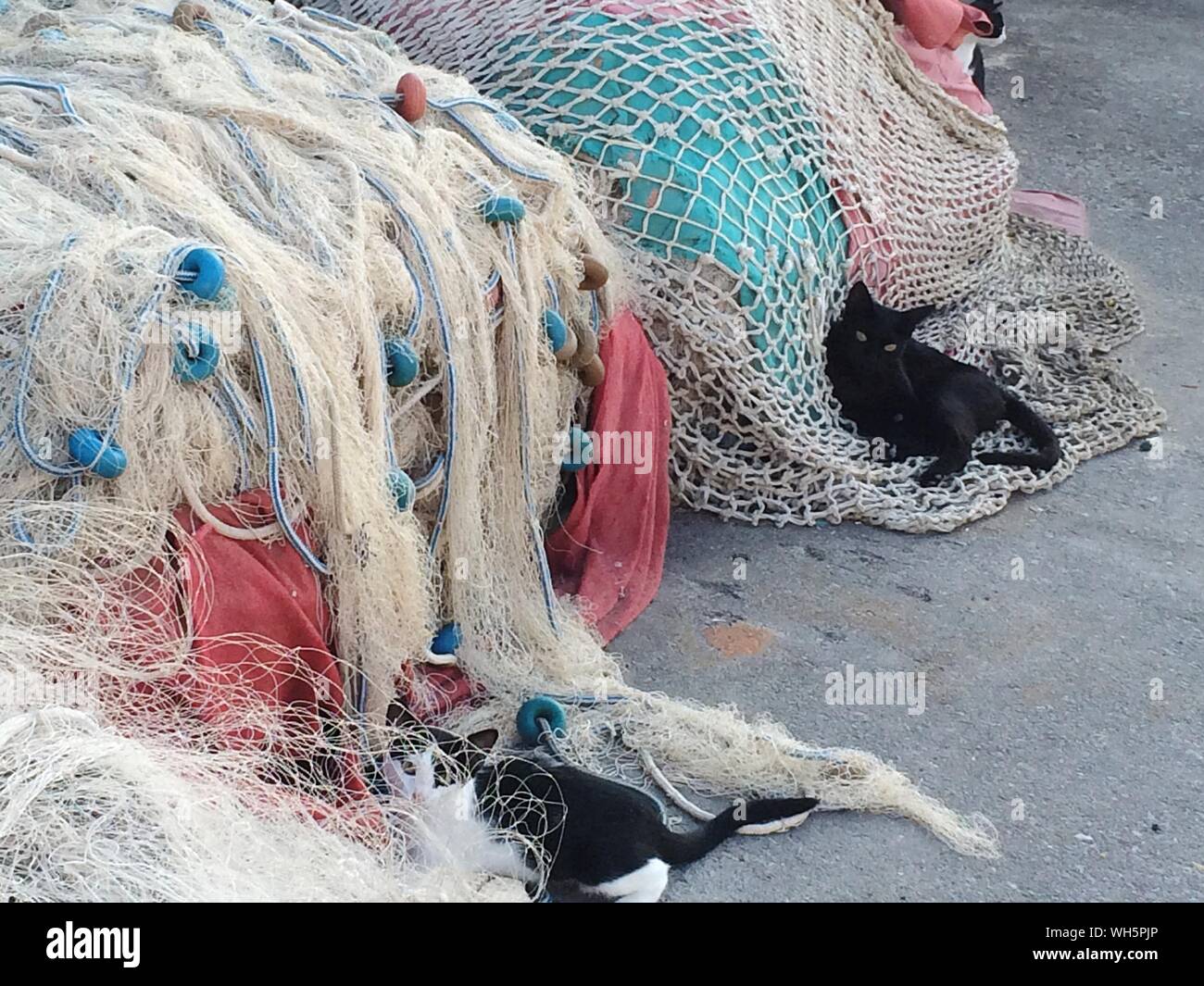Cats fishing hi-res stock photography and images - Alamy