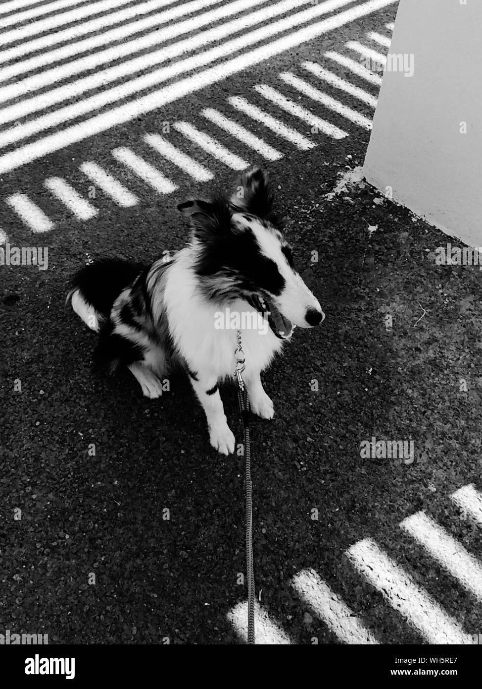 Sheepdog Sitting High Resolution Stock Photography and Images - Alamy