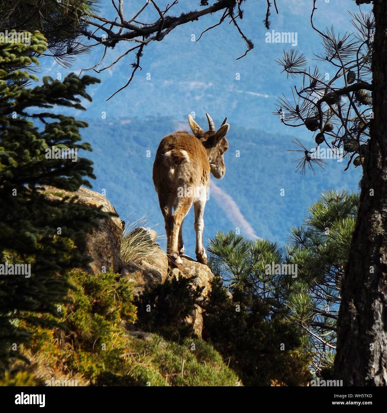 Rear view goat standing on hi-res stock photography and images - Alamy