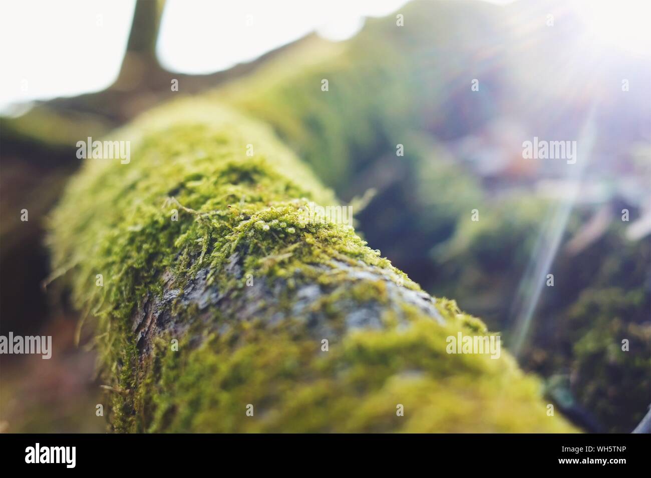 Moss covered root hi-res stock photography and images - Alamy