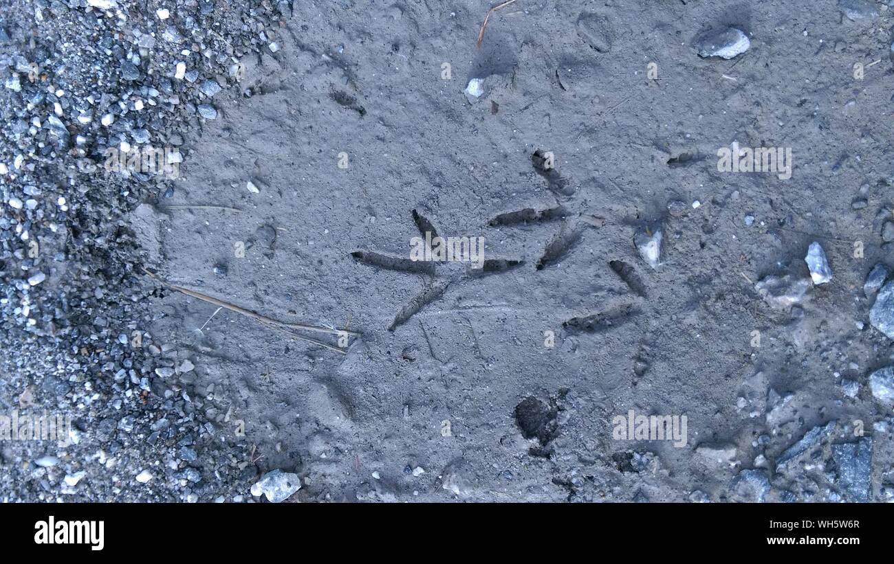 Animal footprint sand hi-res stock photography and images - Alamy