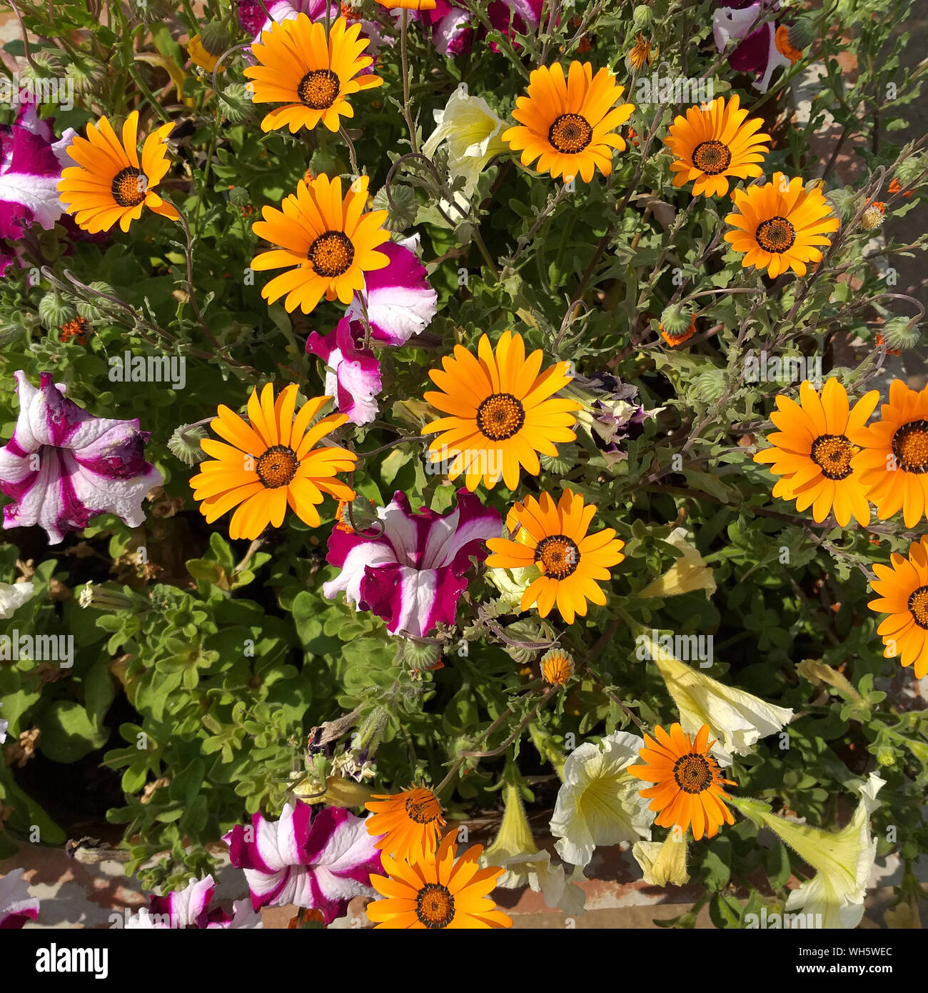 Sinuate hi-res stock photography and images - Alamy