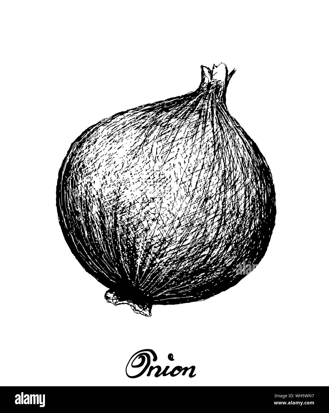 Herbal Plants, Illustration Hand Drawn Sketch of Fresh Whole Onion Used ...