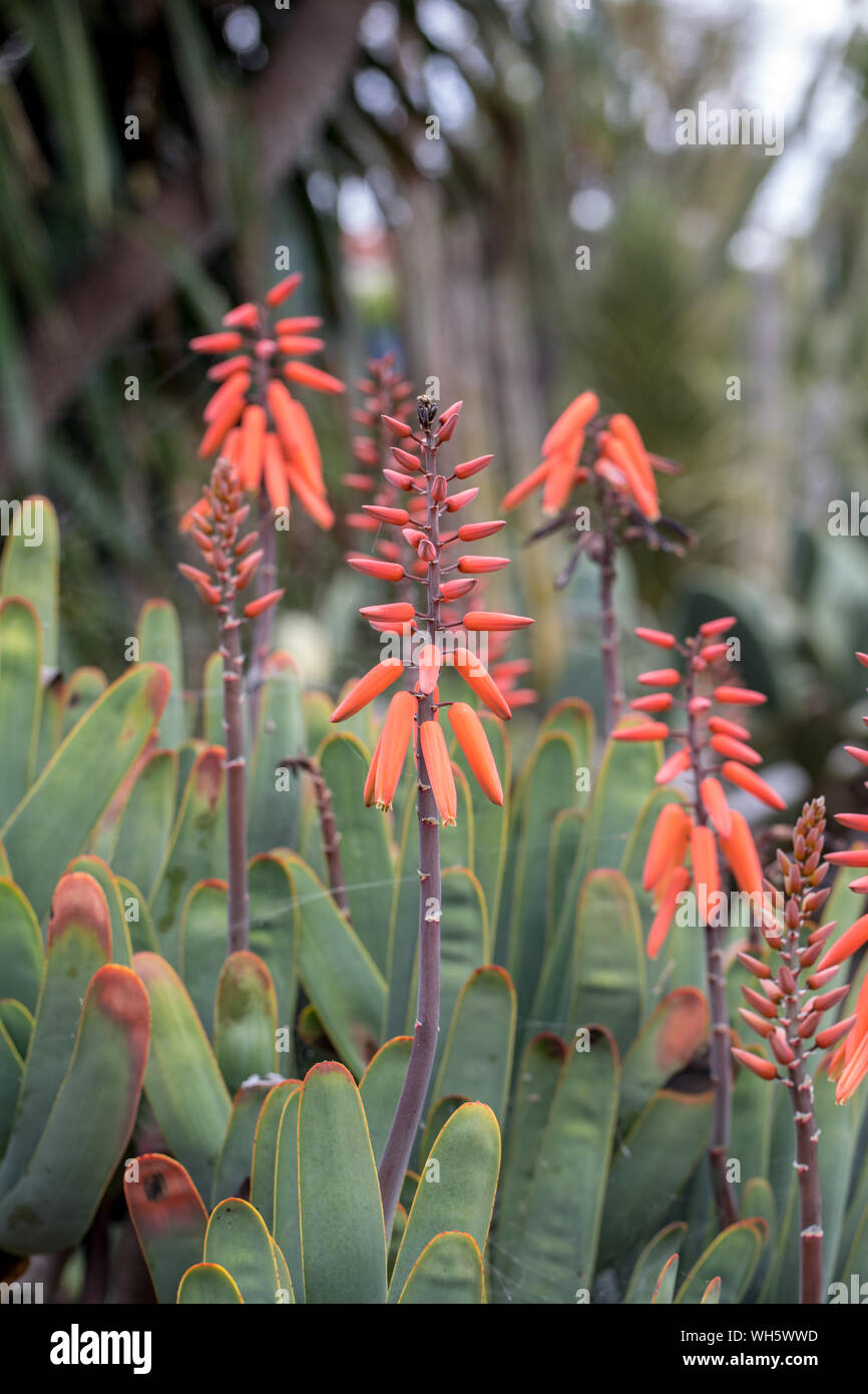 Aloe plant in bloom. Spectacular tall bright orange tubular flower ...