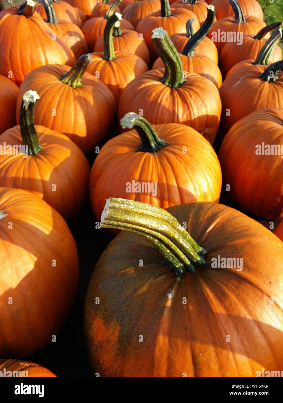 Row Pumpkins High Resolution Stock Photography and Images - Alamy