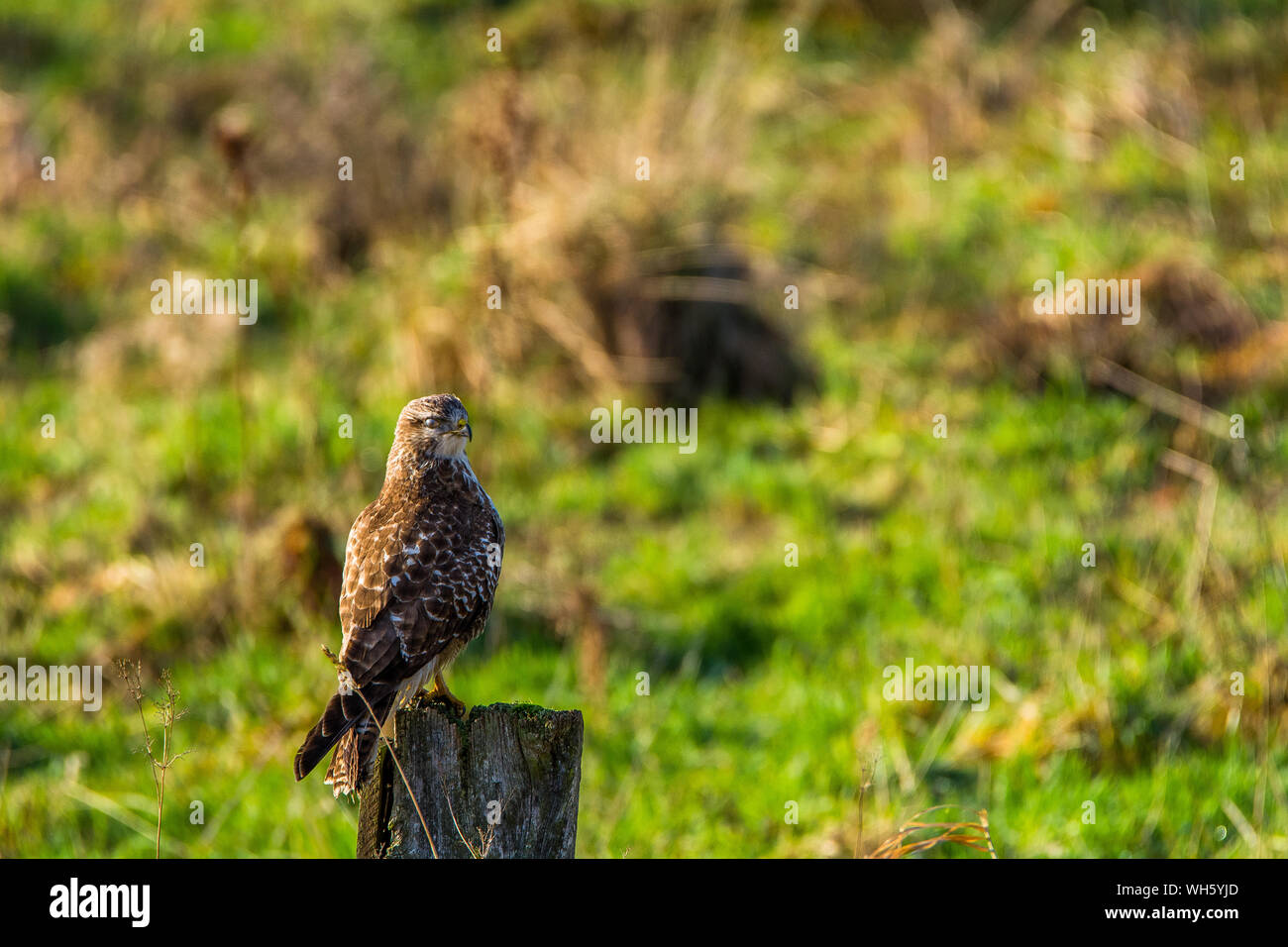 Eagle post High Resolution Stock Photography and Images - Alamy