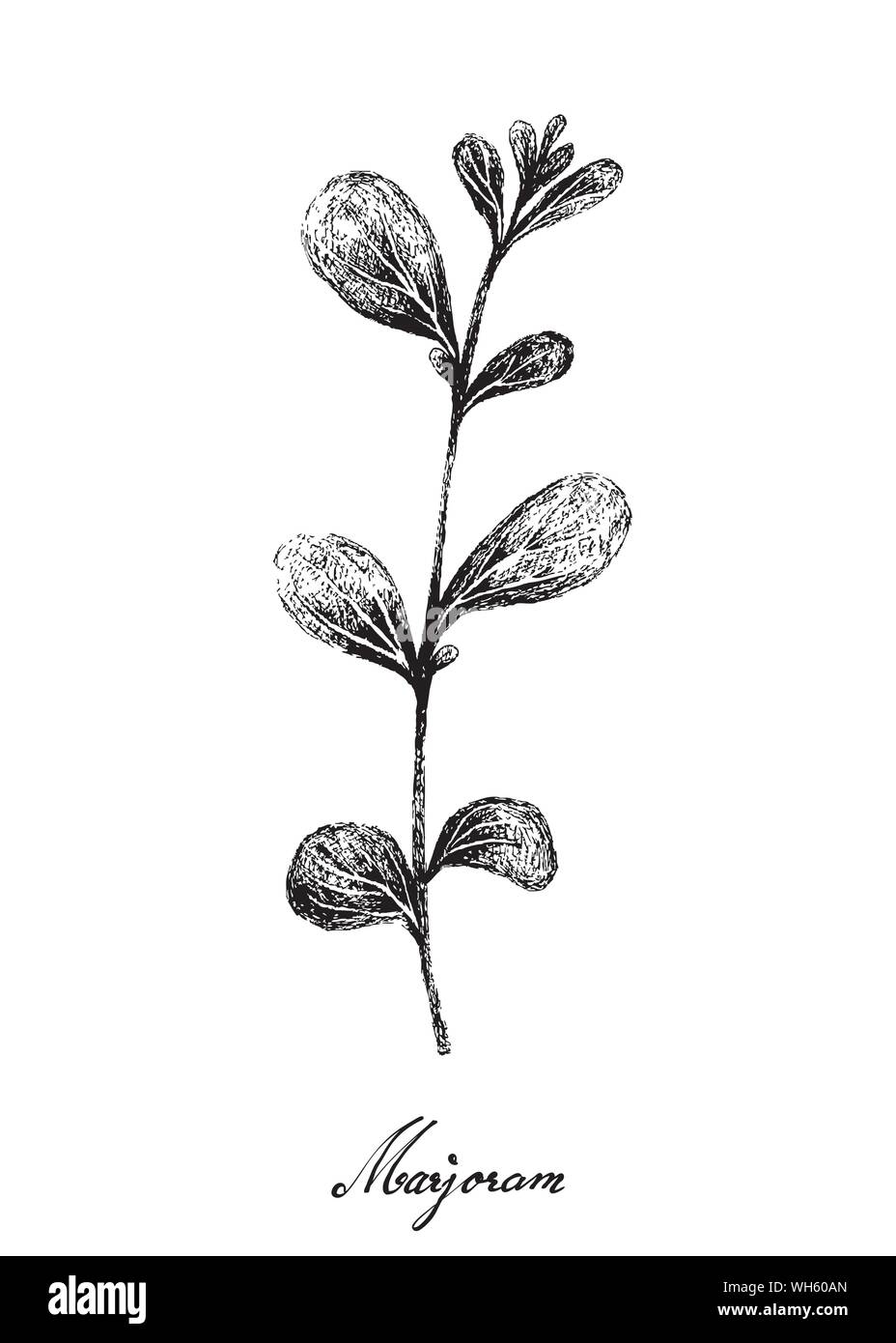 Knotted marjoram origanum Stock Vector Images - Alamy