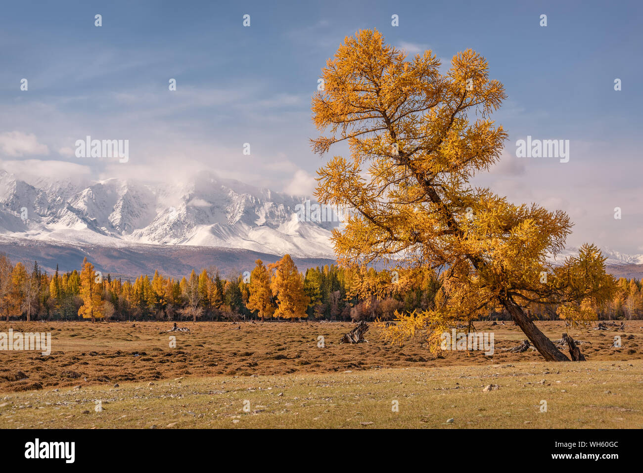 Bowed tree hi-res stock photography and images - Alamy
