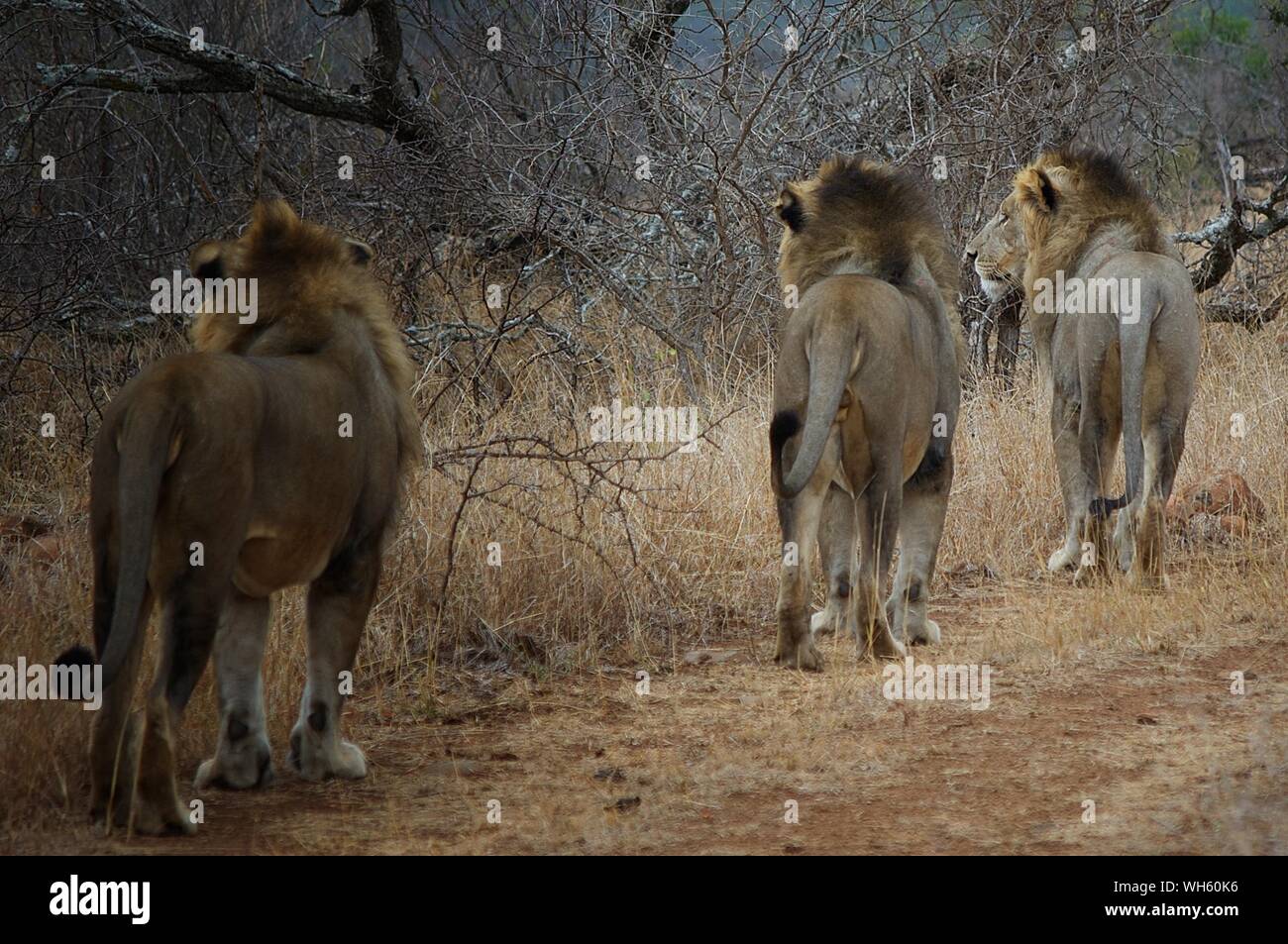 The three lions hi-res stock photography and images - Alamy