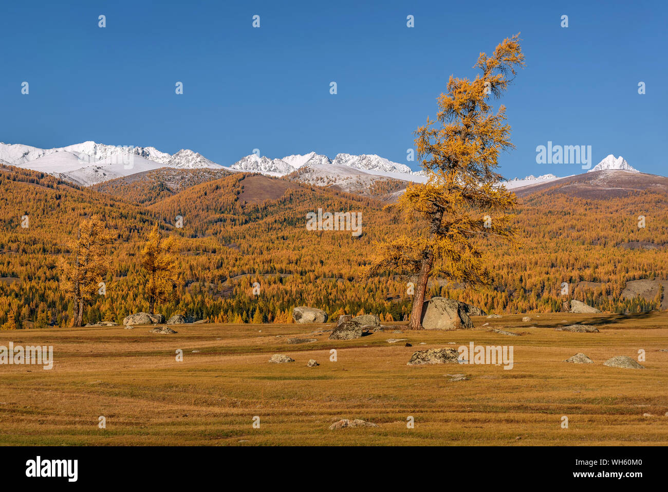 Bowed tree hi-res stock photography and images - Alamy
