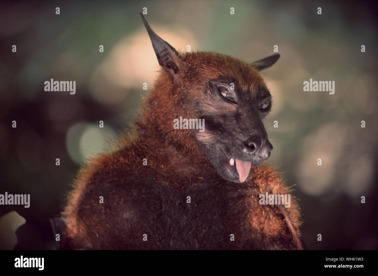 Fruit bat close up hi-res stock photography and images - Alamy
