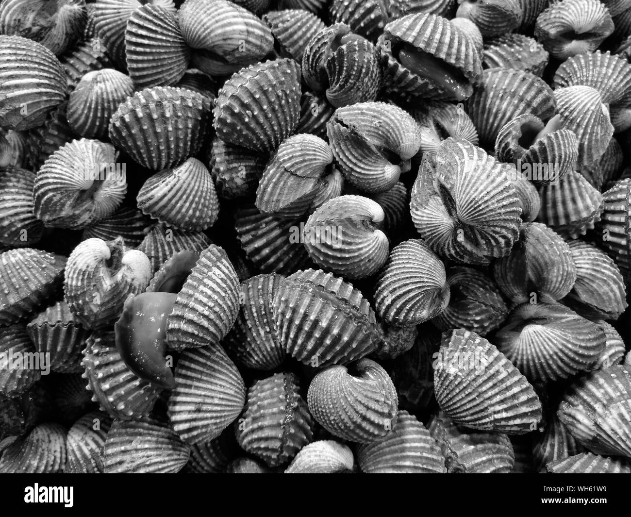 Cockle Shells High Resolution Stock Photography and Images - Alamy