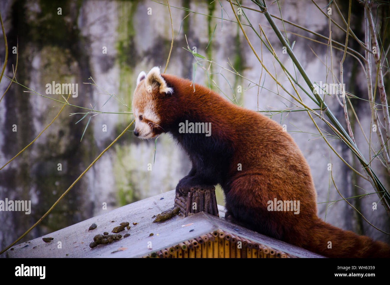 Side view red panda hi-res stock photography and images - Alamy