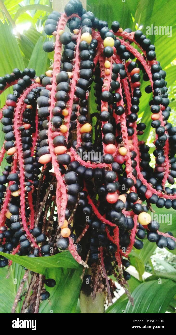 Palm tree fruits hi-res stock photography and images - Alamy