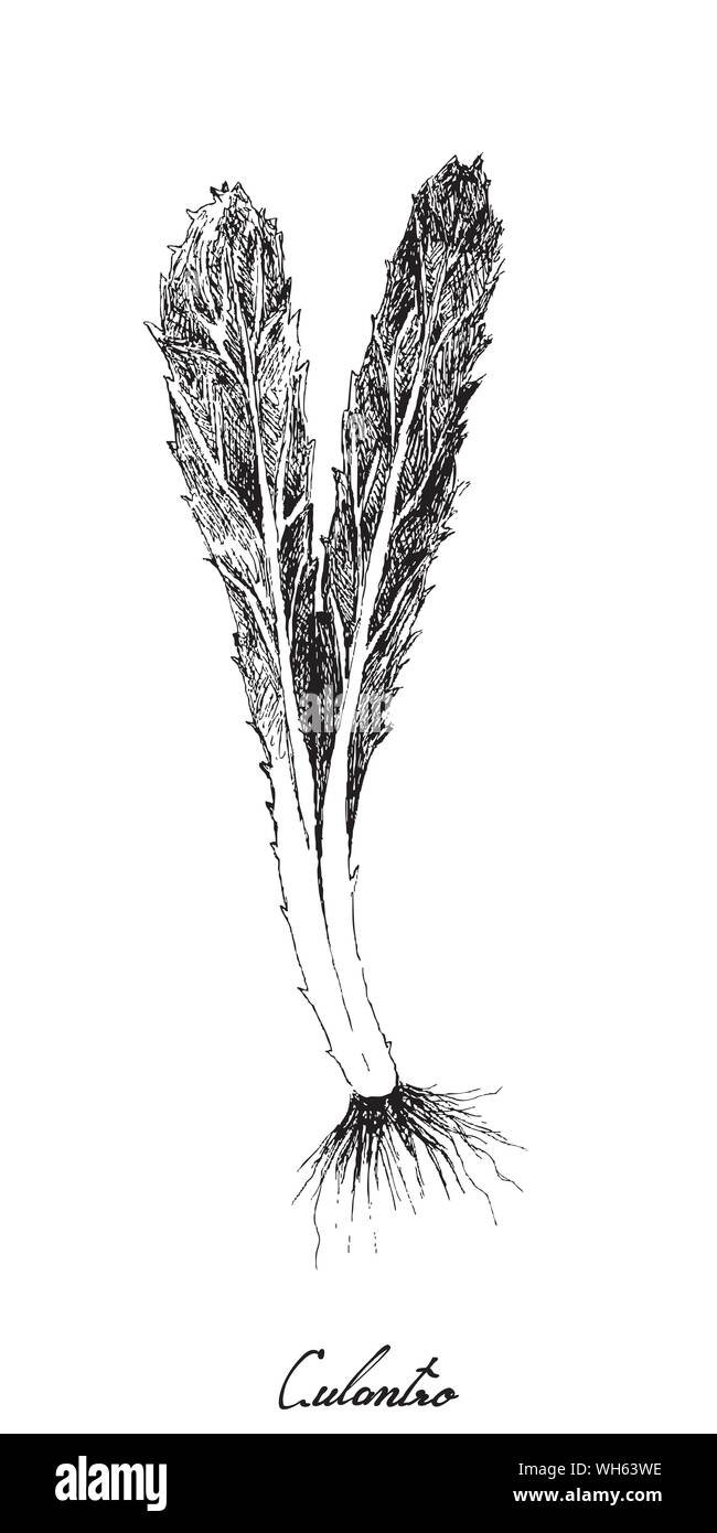 Recao Cut Out Stock Images & Pictures - Alamy