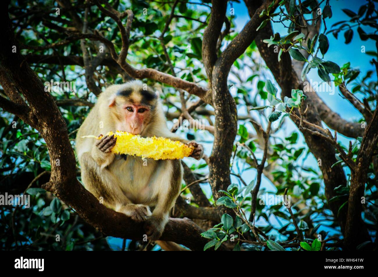 Monkey eating corn hi-res stock photography and images - Alamy