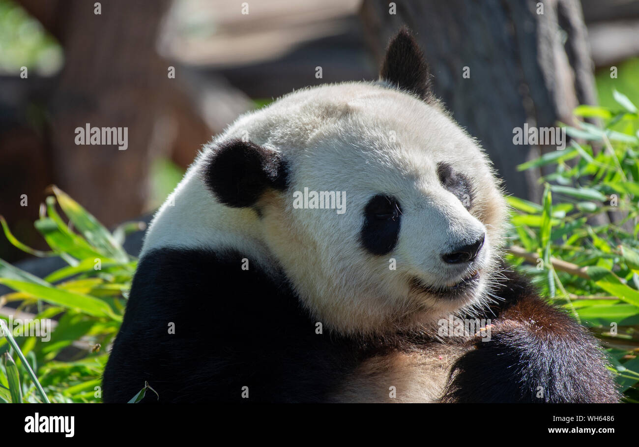Meng jiao hi-res stock photography and images - Alamy