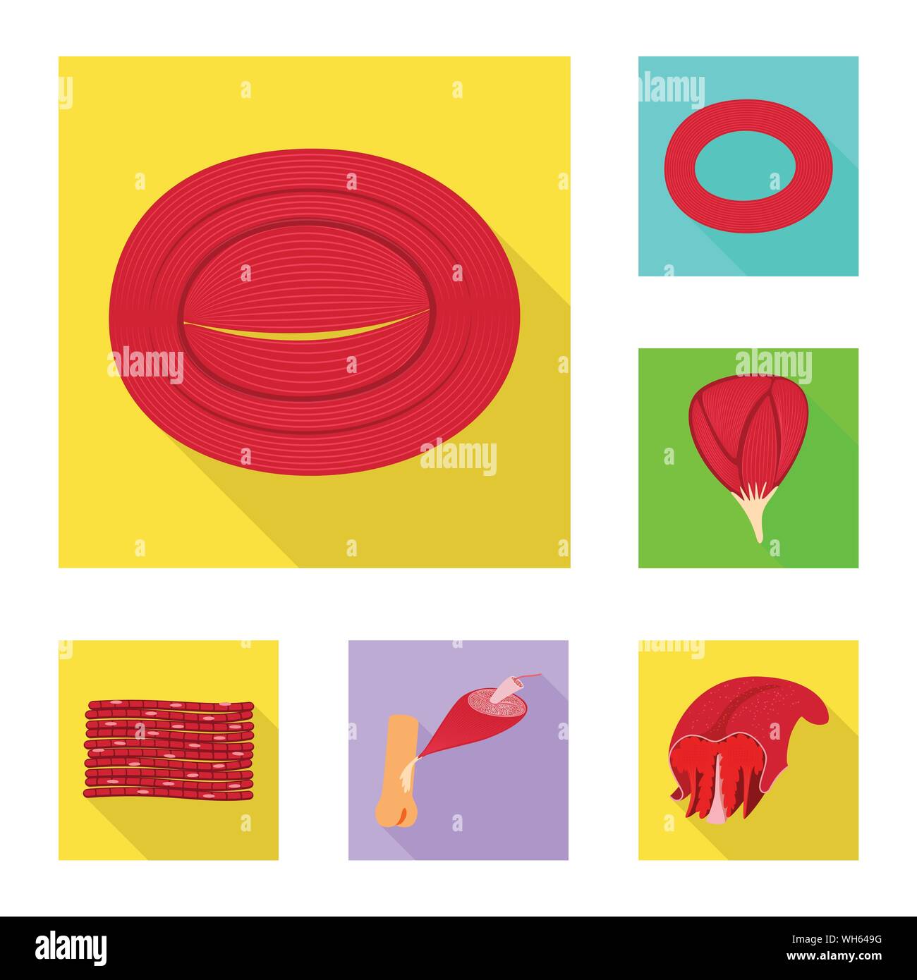 Vector design of muscle and cells sign. Collection of muscle and ...