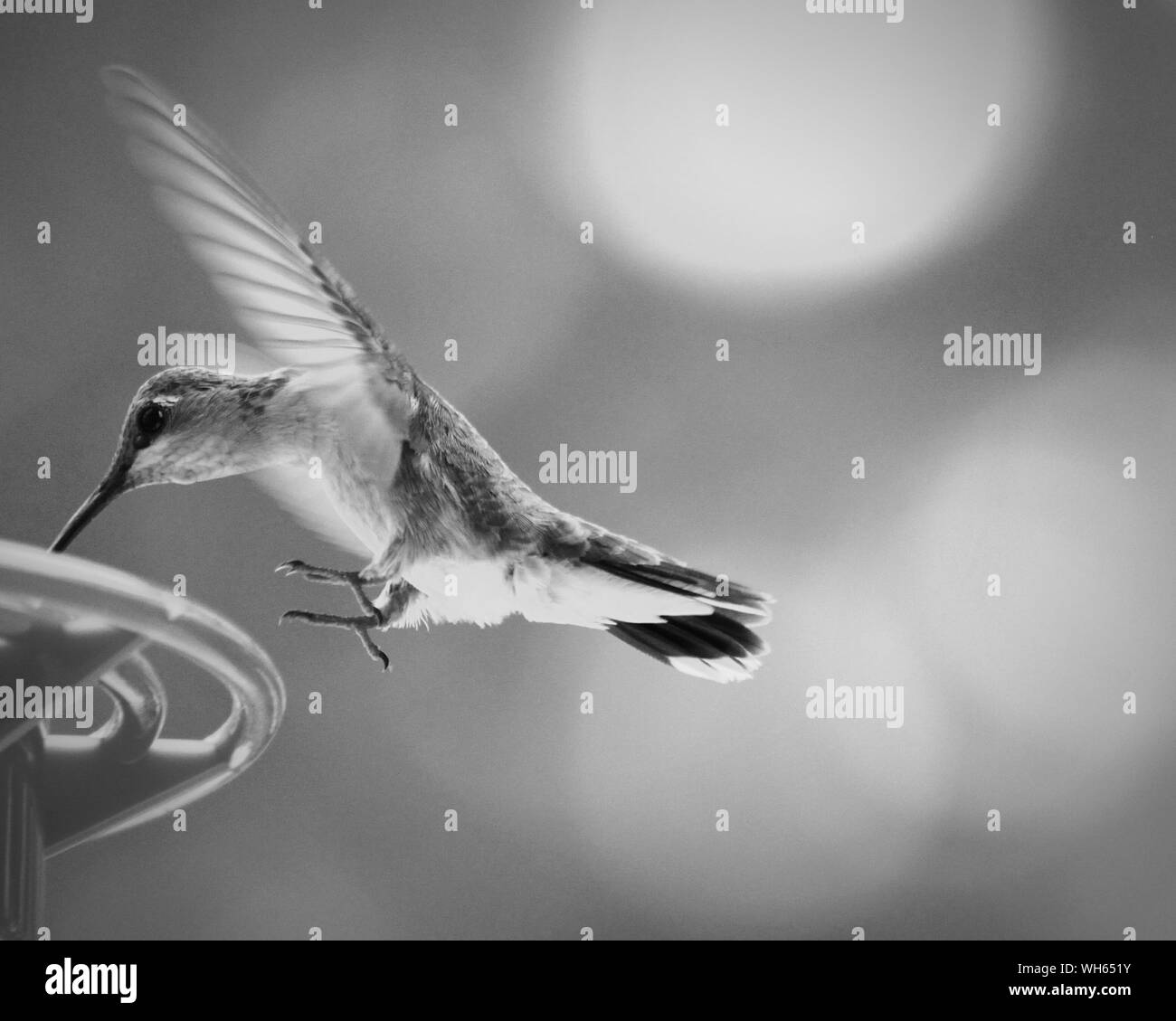 Side View Of Hummingbird High Resolution Stock Photography and Images ...