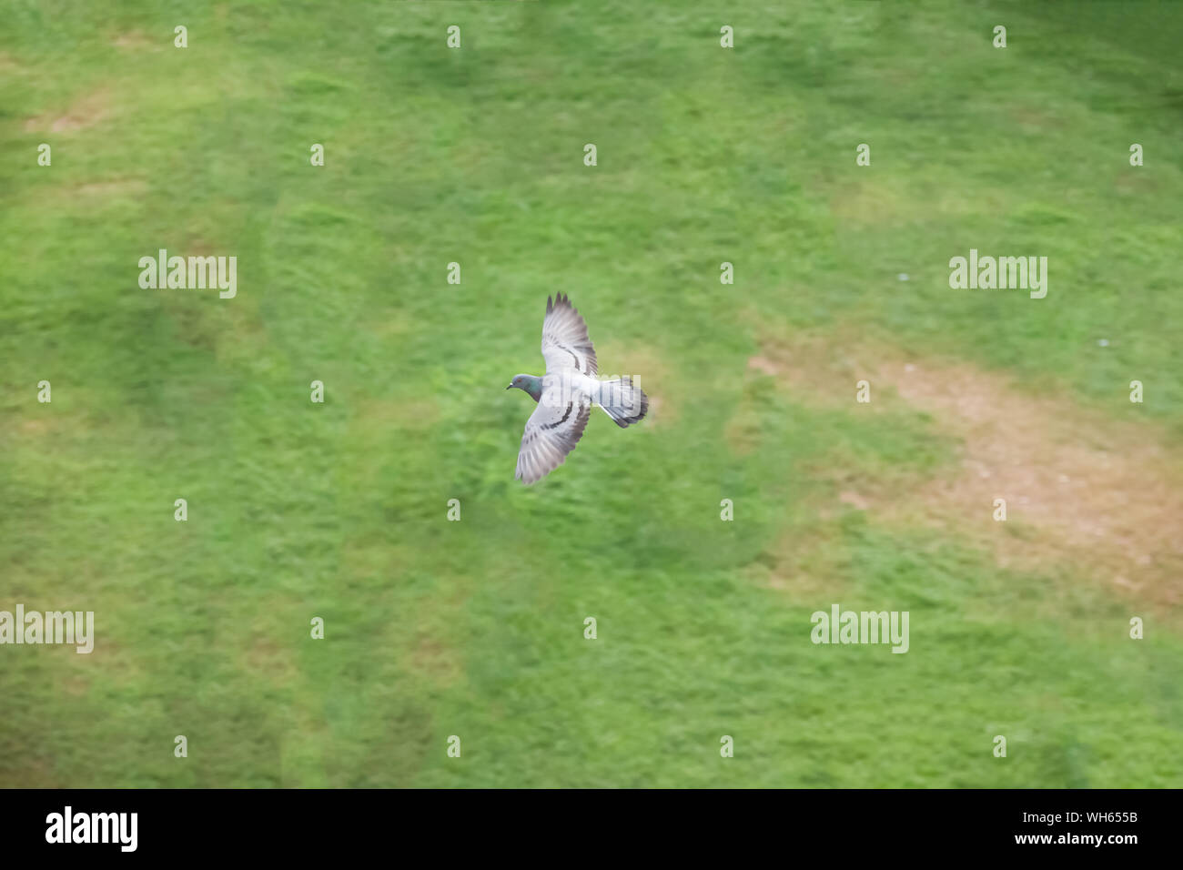 Flying grass hi-res stock photography and images - Alamy