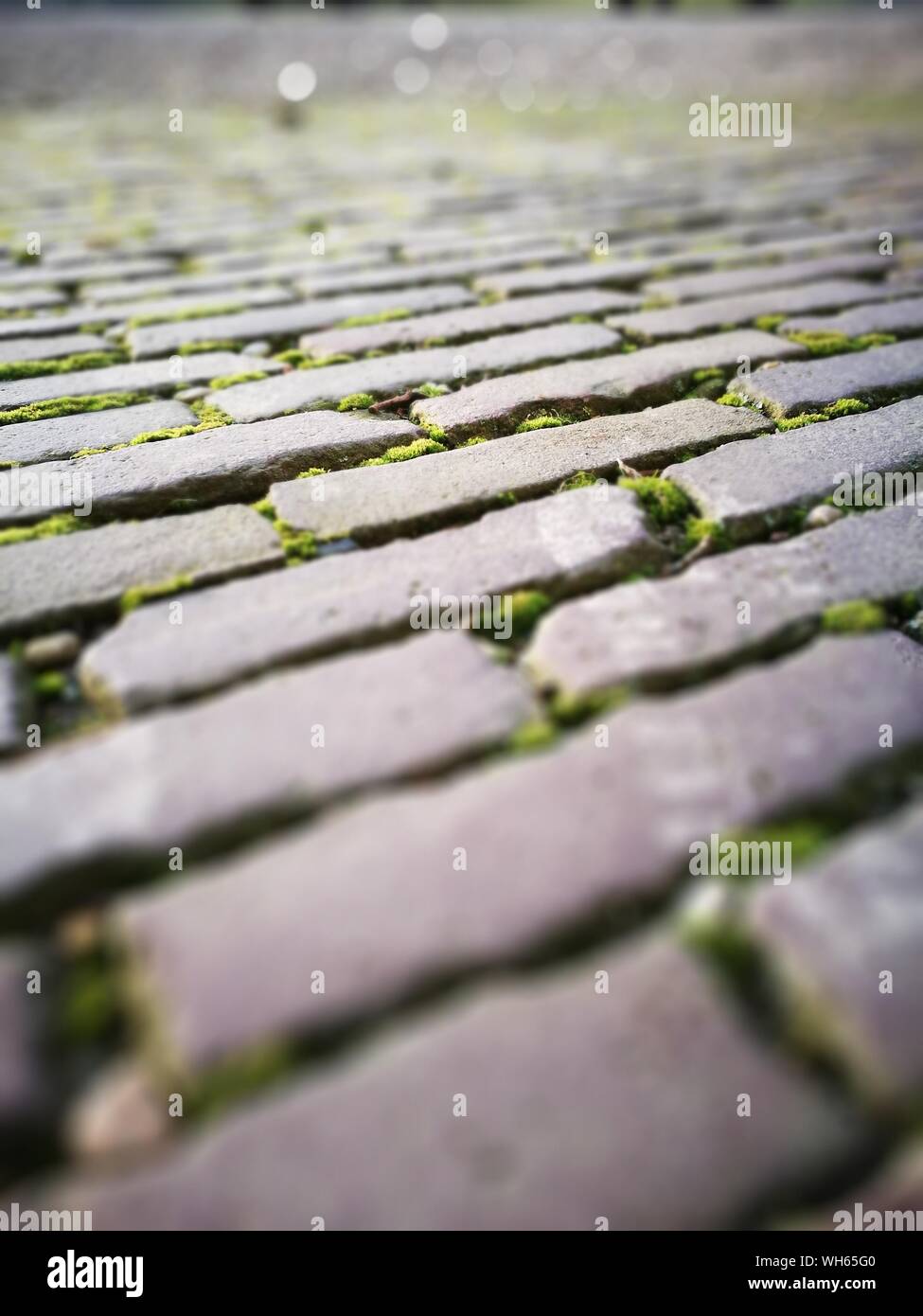 Moss In Paving High Resolution Stock Photography and Images - Alamy