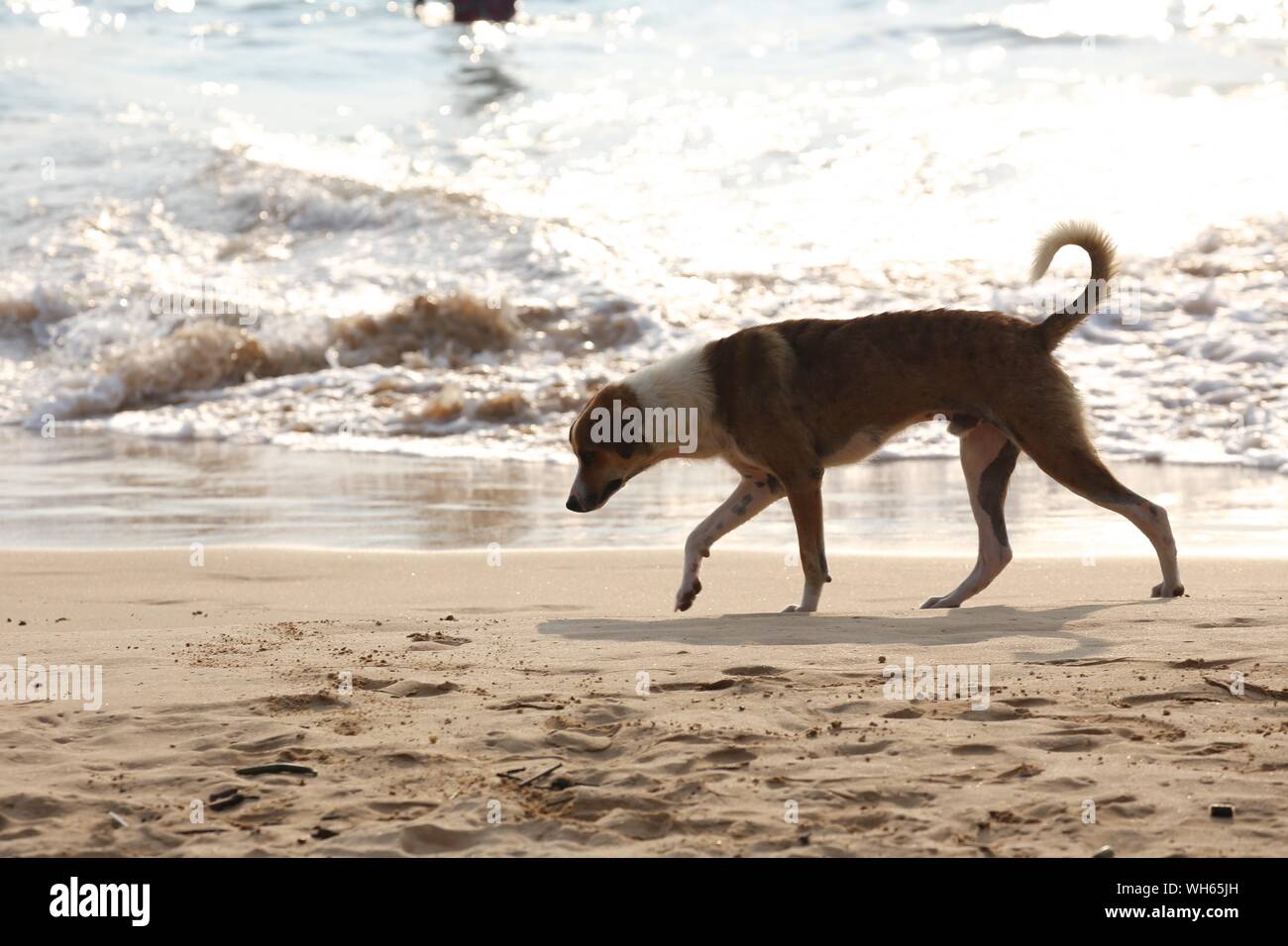 What Side Should A Dog Walk On