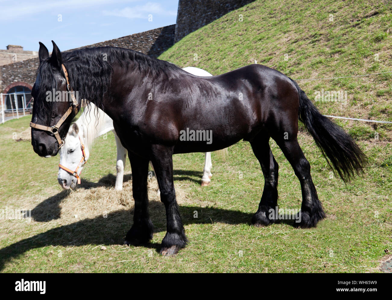 Chanfron hi-res stock photography and images - Alamy