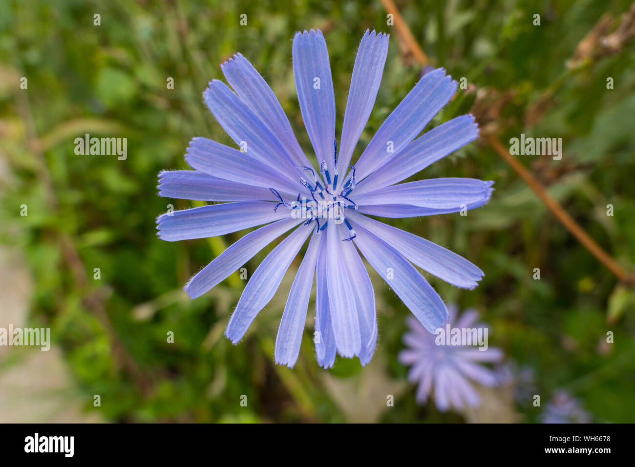 Flower of a Common chicory ( Cichorium intybus Stock Photo - Alamy