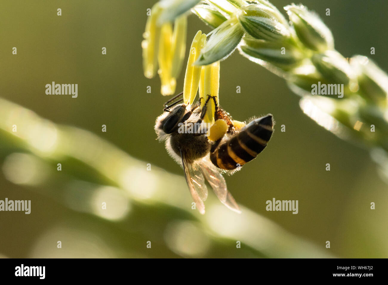 Bee pollinating crop hi-res stock photography and images - Alamy