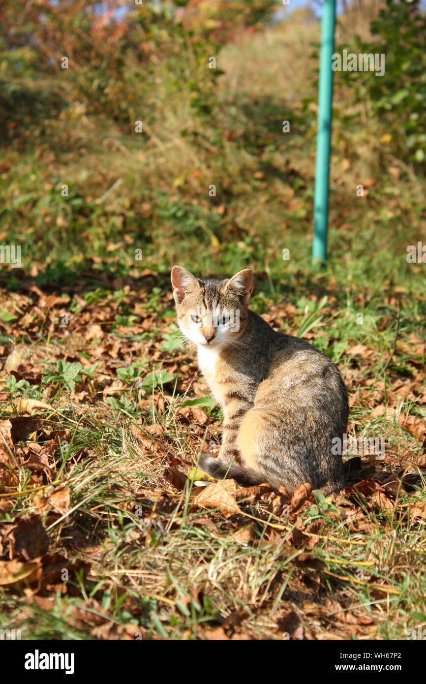 Female tabby cat hi-res stock photography and images - Alamy