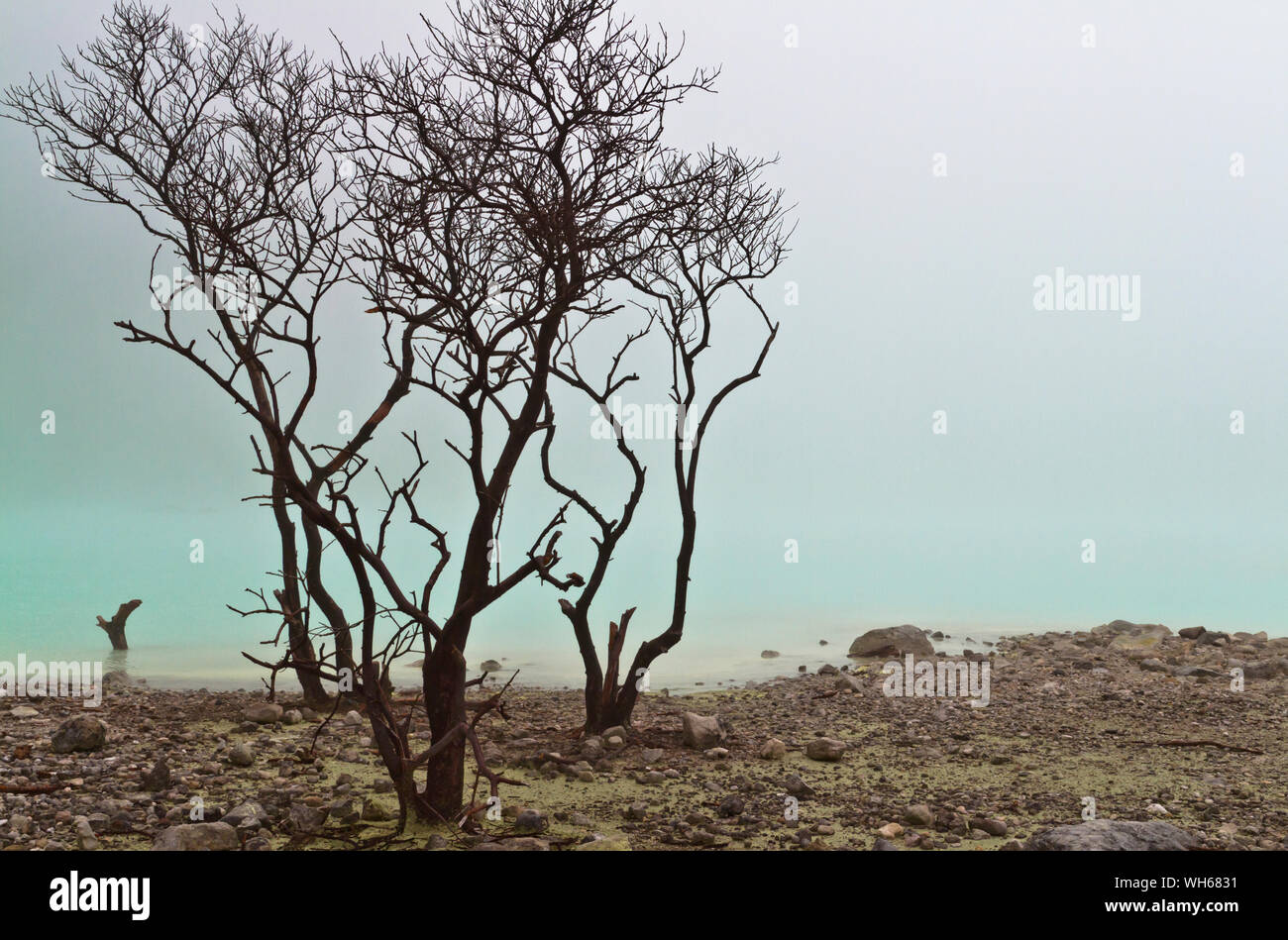 dead trees at the edge of volcanic crater lake of Kawah Putih, Bandung ...